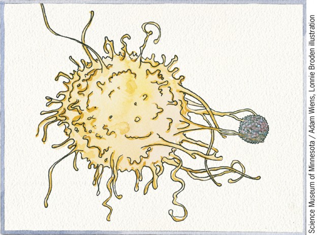 Microbe Illustrations | Biology of Human/World of Viruses