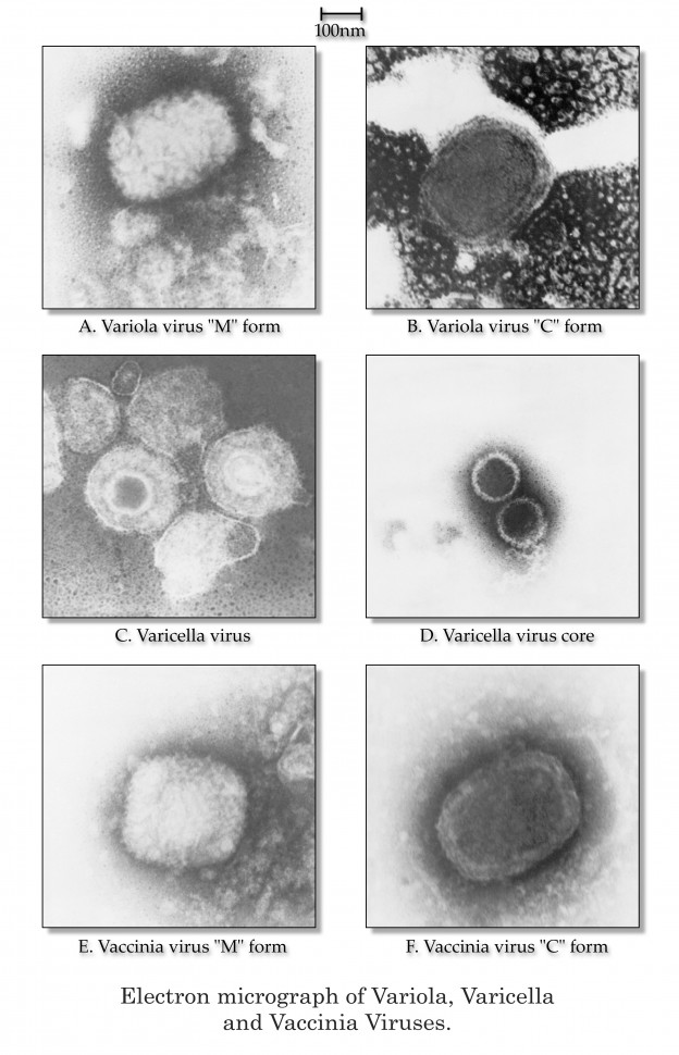 Image wall | Biology of Human/World of Viruses